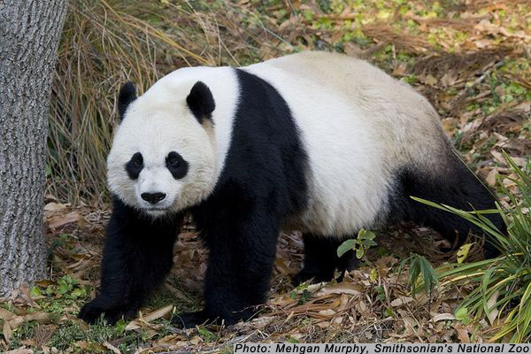 Most Complete Giant Panda Genetic History Revealed – Institute for ...