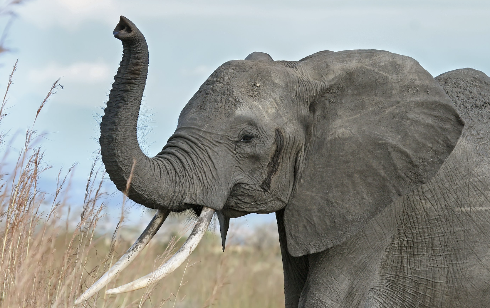 How teeth became tusks, and tusks became liabilities – Institute for ...